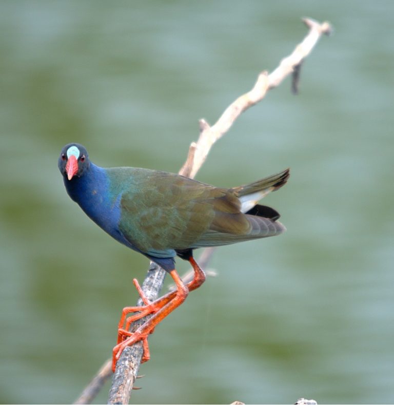 Oiseaux menacés à Mayotte « GEPOMAY – Oiseaux de Mayotte