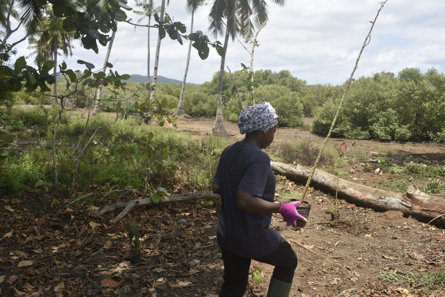 La prairie humide de Malamani se refait une beauté ! « GEPOMAY ...