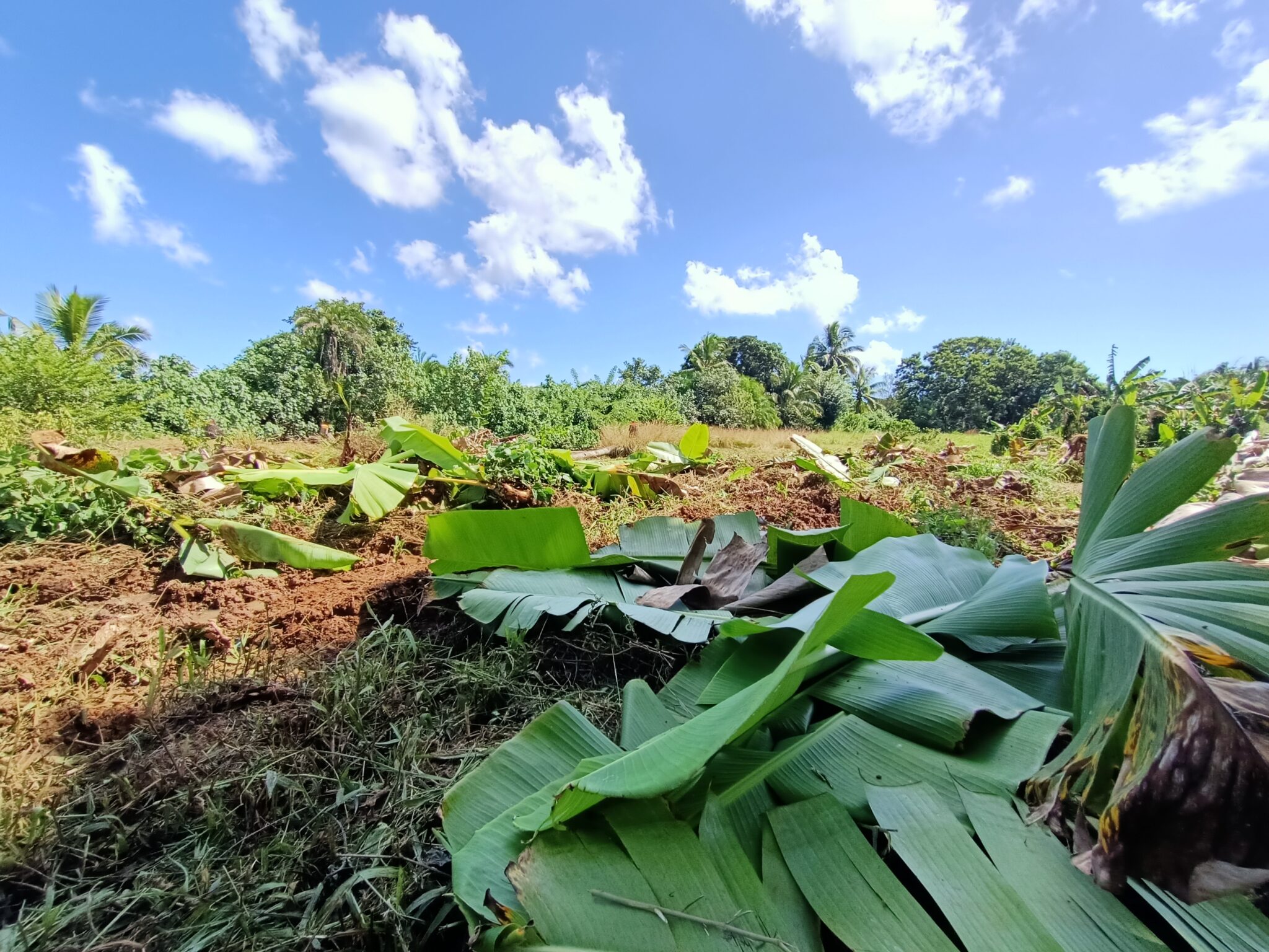 La prairie humide de Miréréni suit les traces de celle de Malamani ...